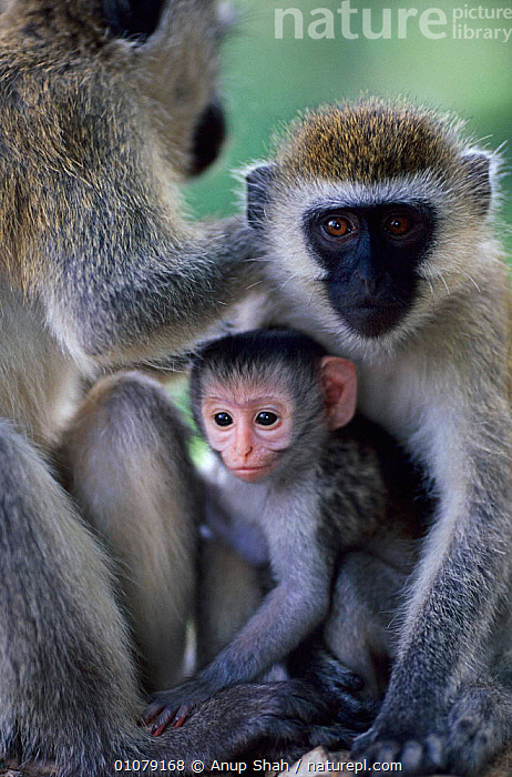 Stock photo of Vervet monkey family portrait {Cercopithecus aethiops ...