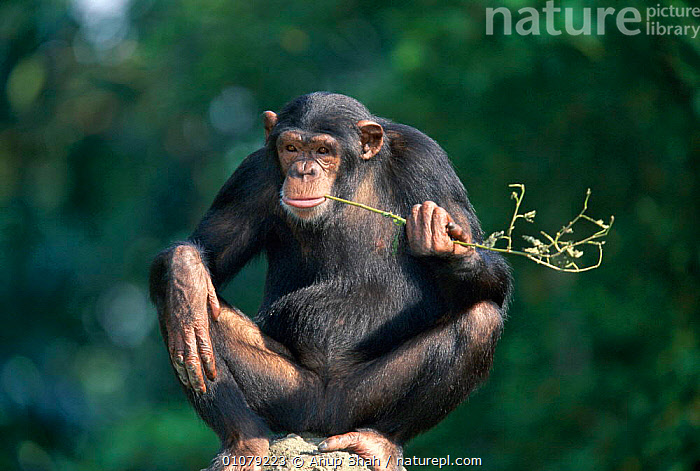 Stock photo of Chimpanzee chewing twig. Available for sale on www ...
