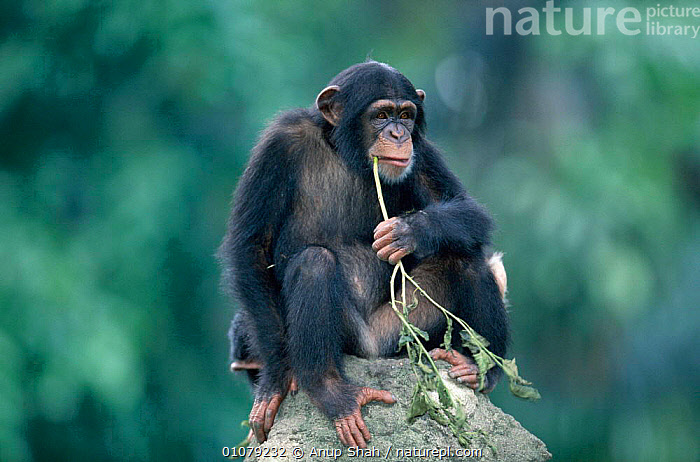 Stock photo of Chimpanzee adult chewing twig. Available for sale on www ...