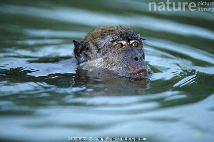 Stock photo of Crab eating / Long tailed macaque (Macaca fascicularis ...