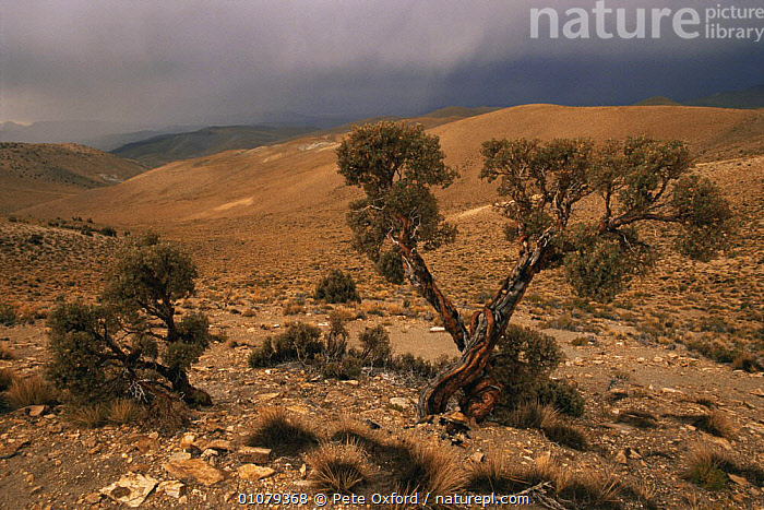 Stock photo of Quena tree {Polylepis sp} highest altitude tree in the ...