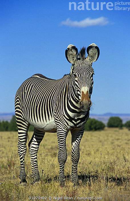 Stock photo of Portrait of Grevy zebra {Equus grevyi} captive, Canyon ...