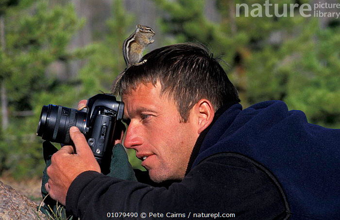 Stock photo of Least chipmunk {Eutamias minimus} on head of ...