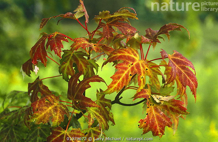 Stock photo of Black oak leaves in Autumn (Fall) {Quercus velutina ...