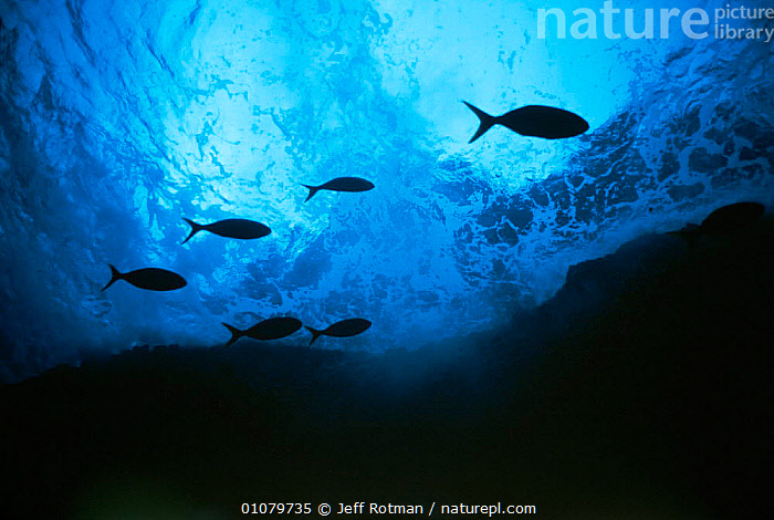 Stock photo of Rainbow runners fish {Elagatis bipinnulata} silhoutted ...