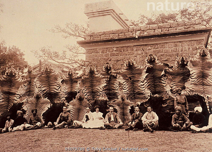 Stock photo of Old photograph of tiger hunting expedition c 1904 ...