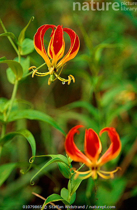 National Flower Zimbabwe