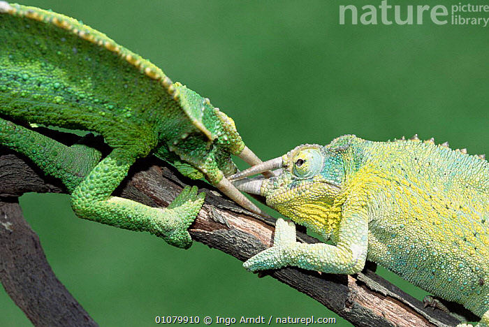 Stock photo of Jackson's chameleons fighting {Chamaeleo jacksonii ...