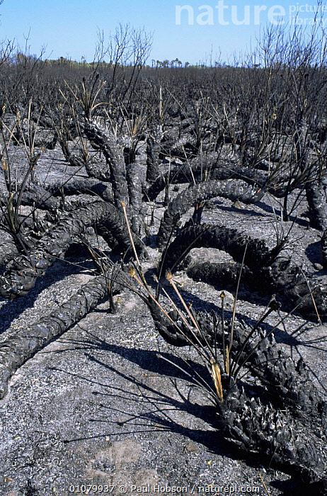 Stock photo of Palmetto habitat after fire with burnt plants, Florida ...