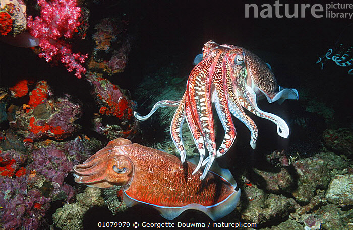Stock photo of Pharaoh cuttlefish {Sepia pharaonis} male shields egg ...