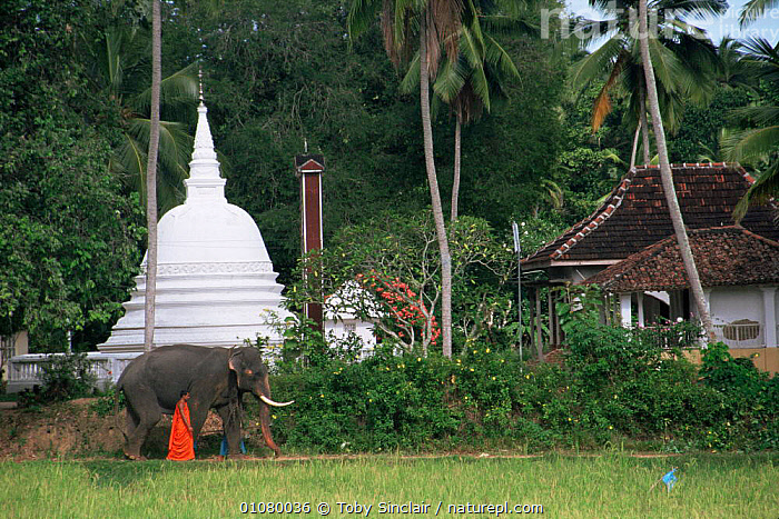 Stock photo of Buddhist priest and prphaned Asian elephant (Elephas ...