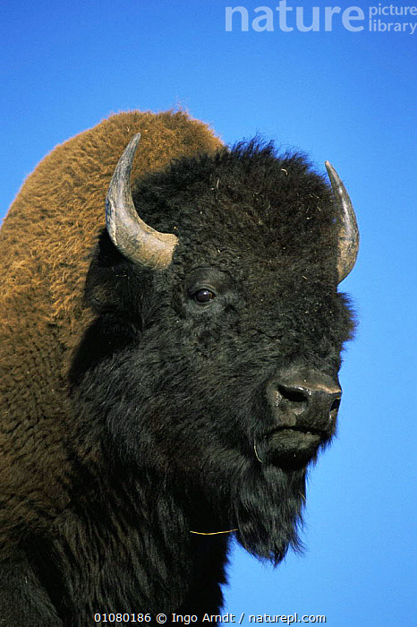 Stock photo of Bison bull {Bison bison} Yellowstone NP, Wyoming, USA ...