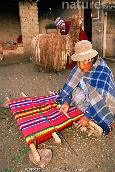 Stock photo of Aymara indian weaving with Alpaca {Lama pacos} Altiplano ...