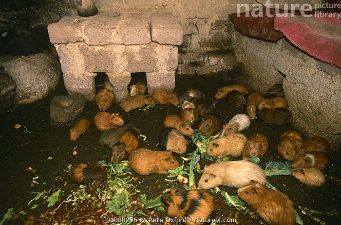 Stock photo of Guinea pigs {Cavia porcellus} bred as a food source in ...