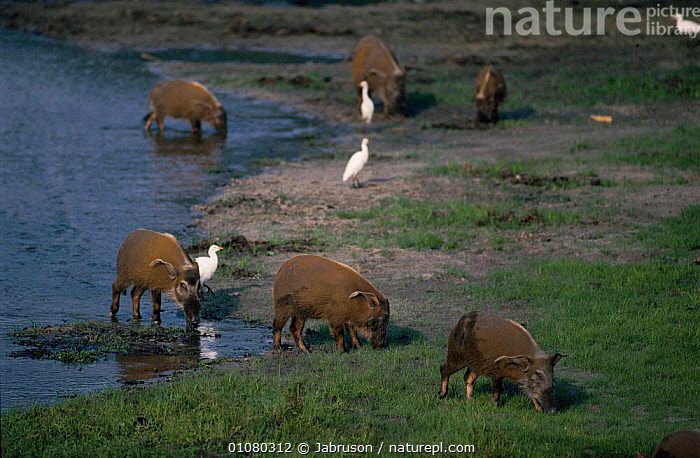 Stock photo of Bush pigs {Potamochoerus porcus} leaving 'mangoire' in ...