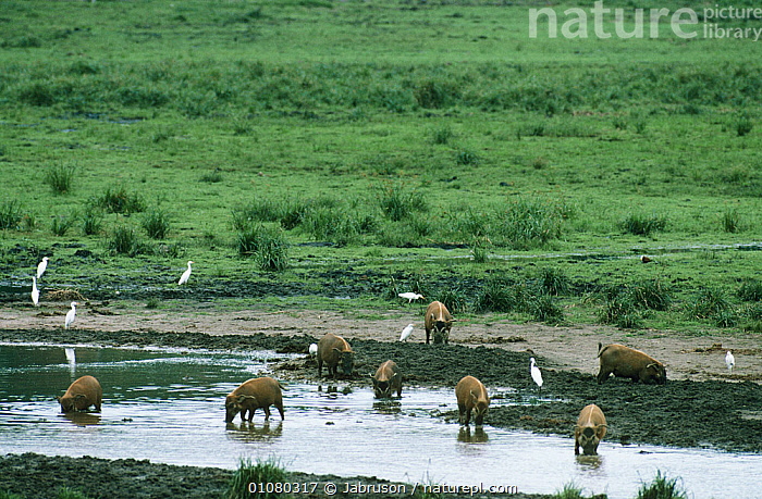 Stock photo of Bush pigs {Potamochoerus porcus} searching mangoire for ...