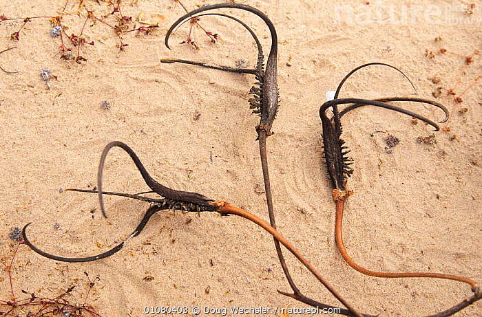 Stock photo of Devils claw plant {Proboscidea parviflora} Baja, Mexico ...