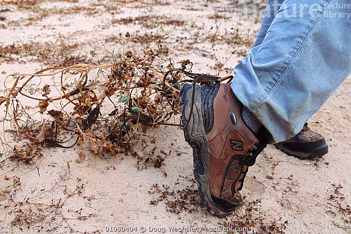 Stock photo of Devils claw plant attaches itself to boot {Proboscidea ...