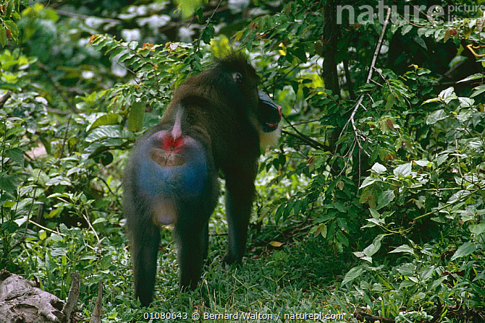 Stock photo of Rear view of Male Mandrill {Mandrillus sphinx} Gabon ...