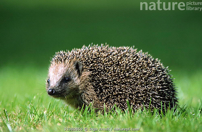 Stock photo of Hedgehog profile portrait {Erinaceus europaeus} Germany ...