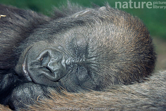 Stock photo of Gorilla sleeping {Gorilla gorilla} captive. Available ...