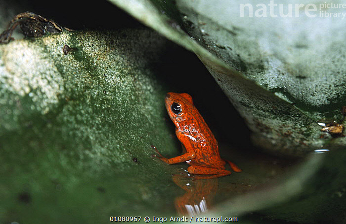 Stock photo of Strawberry poison arrow frog in water inside Bromeliad ...