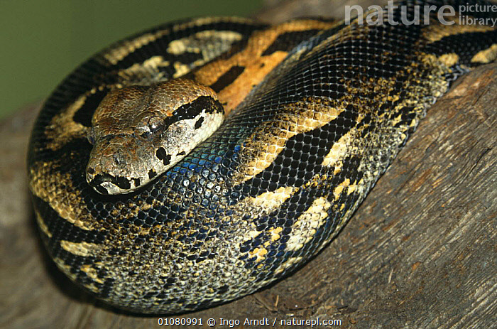 Stock photo of Madagascar boa constrictor {Acrantophis madagascariensis ...