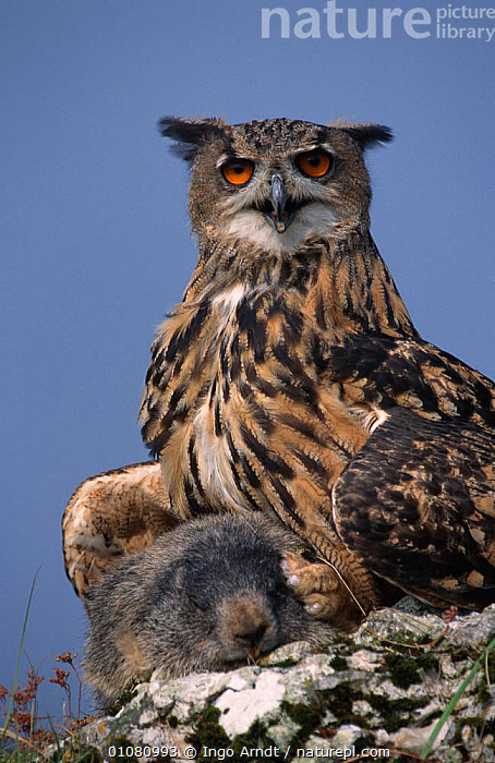 Stock photo of Eagle owl {Bubo bubo} with Marmot prey {Marmota marmota ...