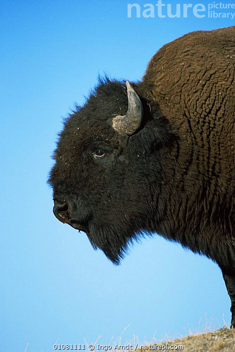 Stock photo of Profile of Bison bull {Bison bison} Yellowstone NP ...