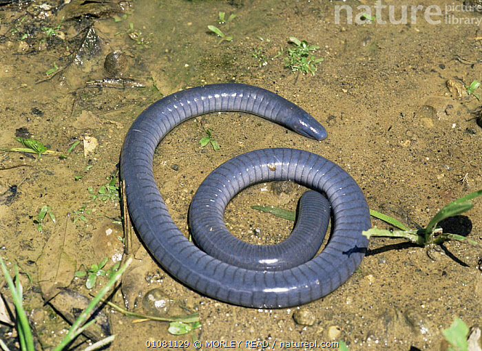 Stock photo of Caecilian {Caecilia tenticulata} in lowland rainforest ...