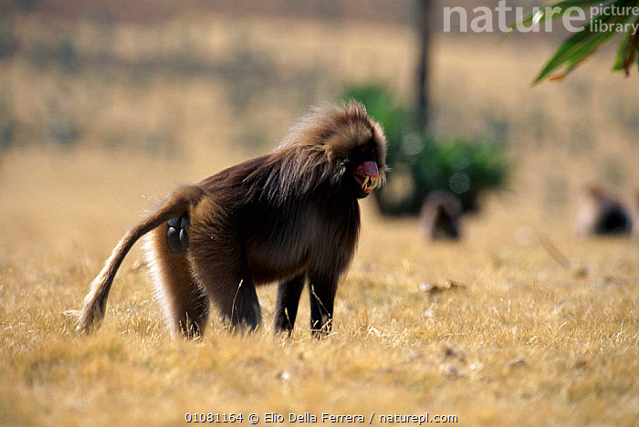 Stock photo of Gelada baboon male baring teeth in threat display ...