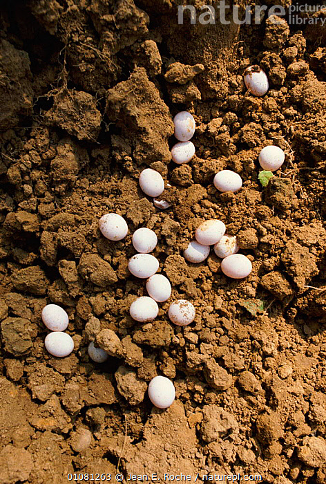 Stock photo of Green lizard eggs {Lacerta viridis} France. Available ...