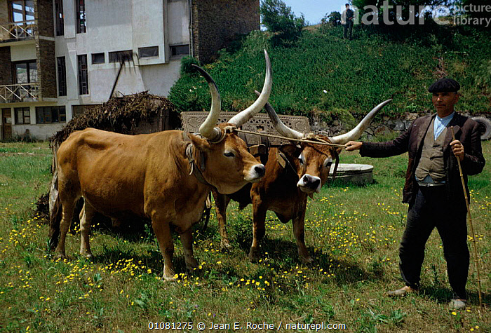 Stock photo of Domestic Longhorn cattle with farmer Portugal - long ...