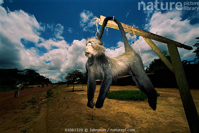 Stock photo of White nosed guenon monkey {Cercopithecus nictitans} for ...