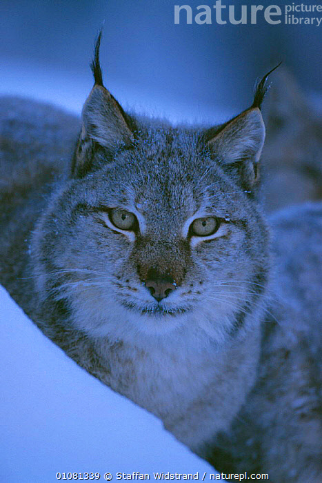 Stock photo of European lynx face portrait {Lynx lynx} captive, Sweden ...