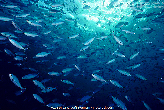Stock photo of Lunar fusilier fish schooling {Caesio lunaris} Red Sea ...