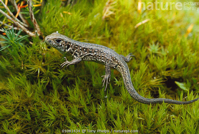 Stock photo of Sand lizard hatchling, one-day-old {Lacerta agilis ...