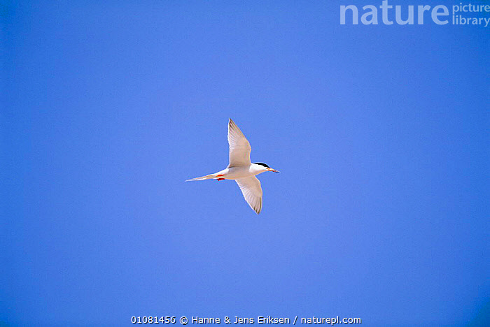 Stock photo of Roseate tern in flight {Sterna dougallii} Oman ...