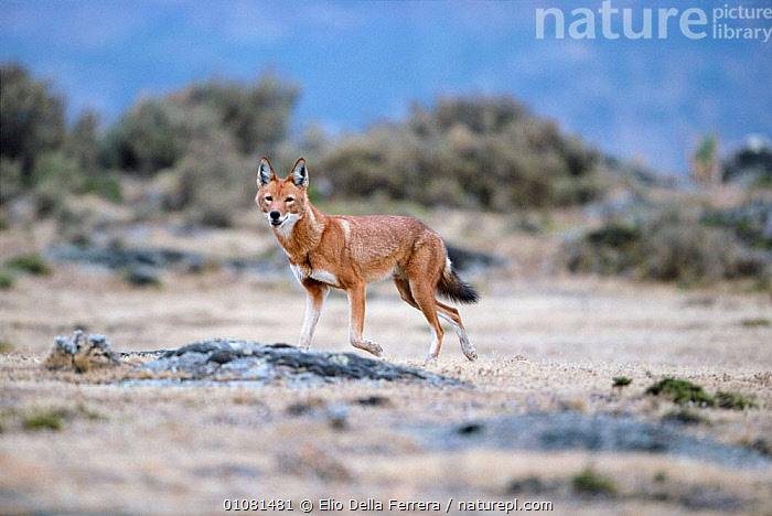 Stock photo of Simien jackal aka Ethiopian wolf {Canis simensis} Bale ...