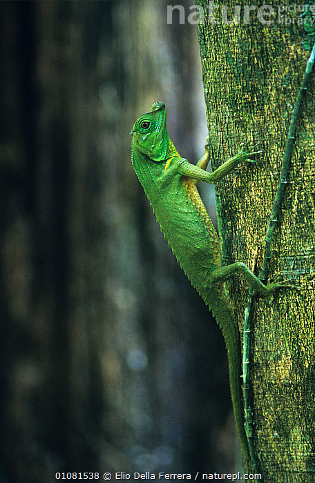Stock photo of Hump nosed lizard {Lyriocephalus scutatus} Sinharaja GR ...