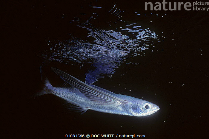 Stock photo of Side profile of Flying fish underwater {Exocetidae ...