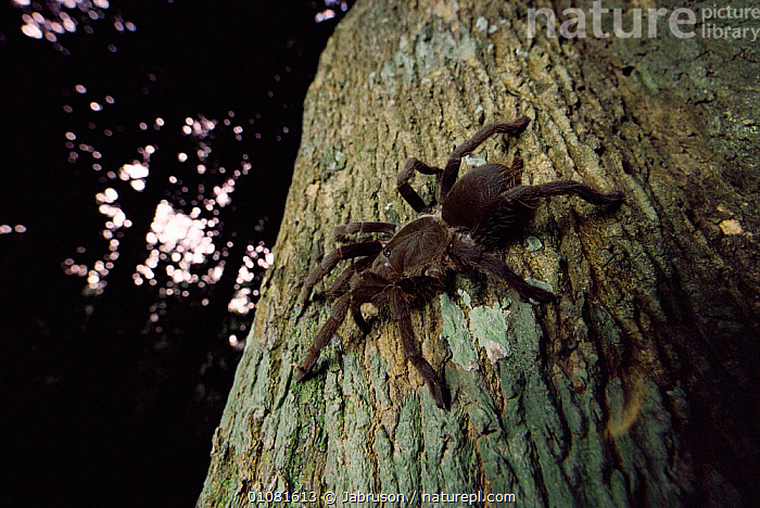 Stock photo of African baboon spider {Theraphosidae / Tarantula family ...
