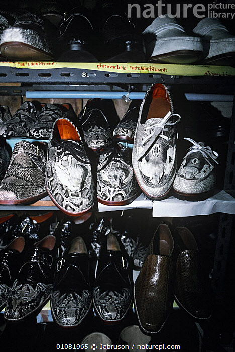Stock photo of Burmese python and Monocled cobra skin shoes for tourist ...