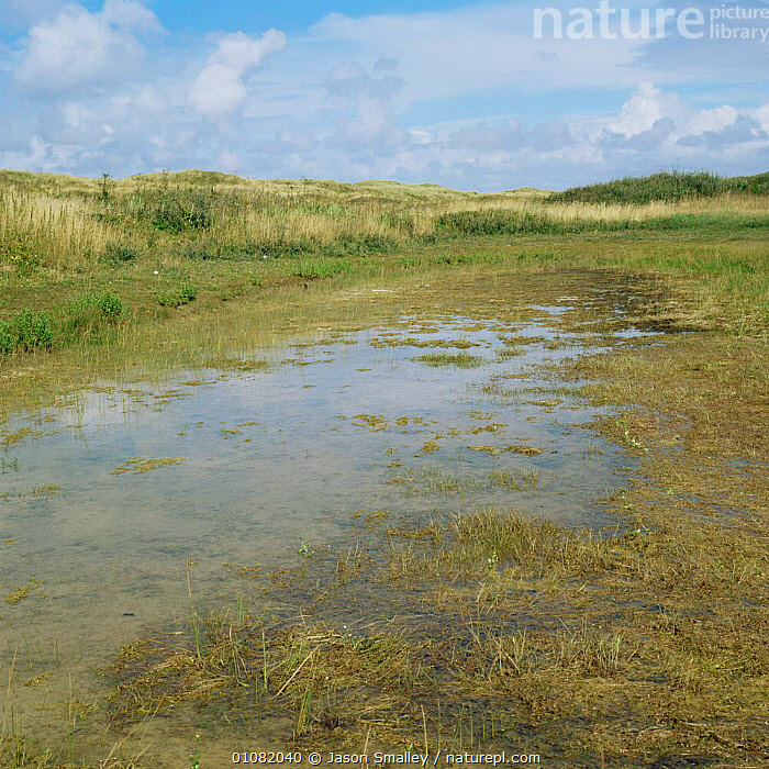 Stock photo of Wet dune slack in fixed dunes, breeding ground for ...
