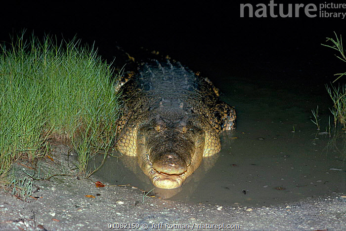 Stock photo of Saltwater crocodile at night {Crocodylus porosus ...