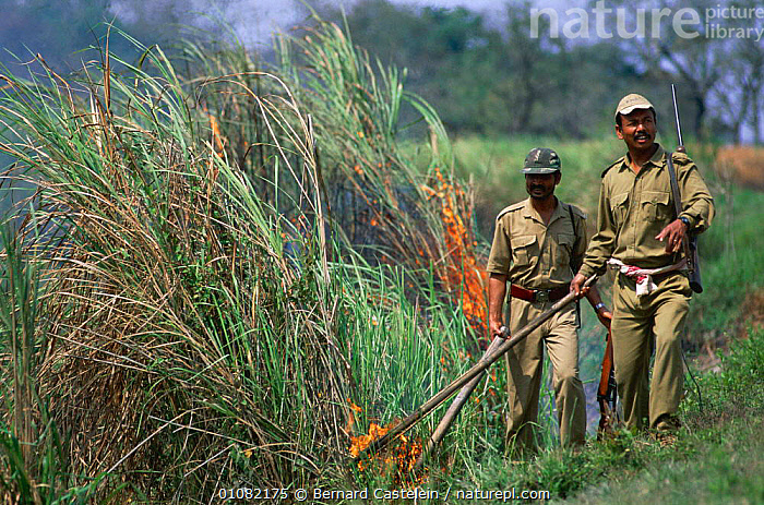 Stock photo of Forest guards starting fires to stimulate the growth of ...