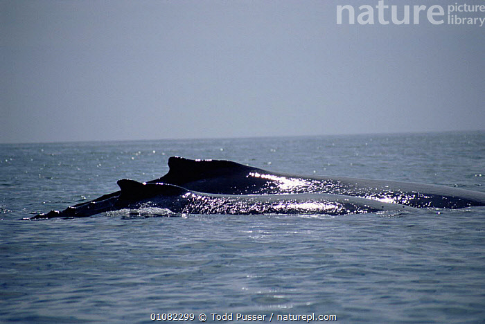 Stock photo of Humpback whale cow and calf at surface {Megaptera ...