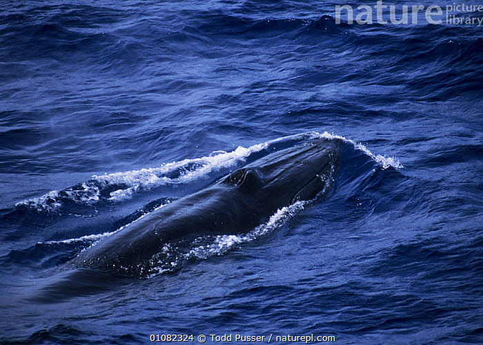 Stock photo of Bryde's whale {Balaenoptera edeni} showing its three ...
