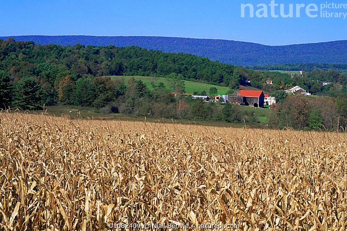 Stock photo of Corn / Maize growing on farmland, Central Pennsylvania ...