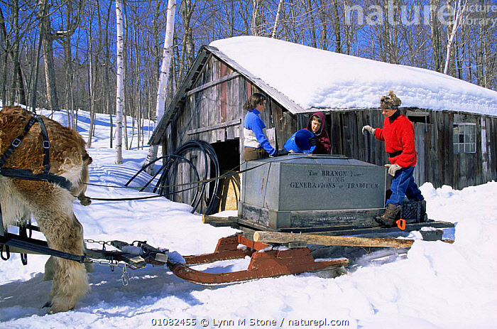 Stock photo of Pouring sap water from Maple trees into tank for Maple ...